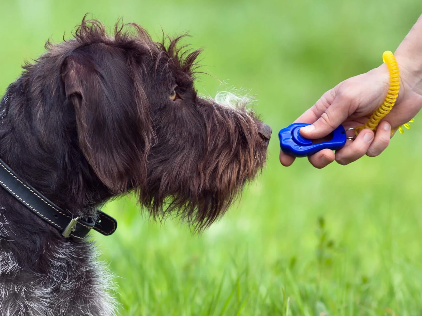 How to Use a Clicker for Dog Training - Lone Wolf Ranch Pets